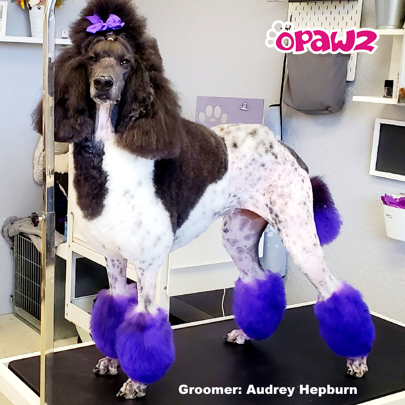 Dog Hair Dye - Indigo Purple (PD06) – OPAWZ Canada